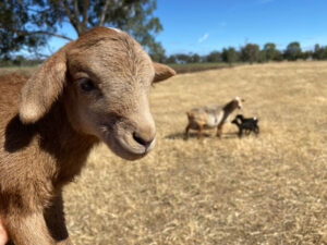 KD Sheep Studs - About Us and About Our Sheep